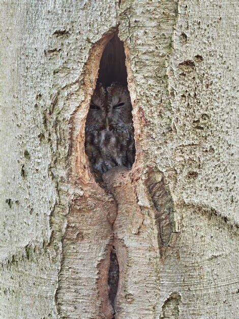 Premium Photo Close Up Of Hole In Tree Trunk
