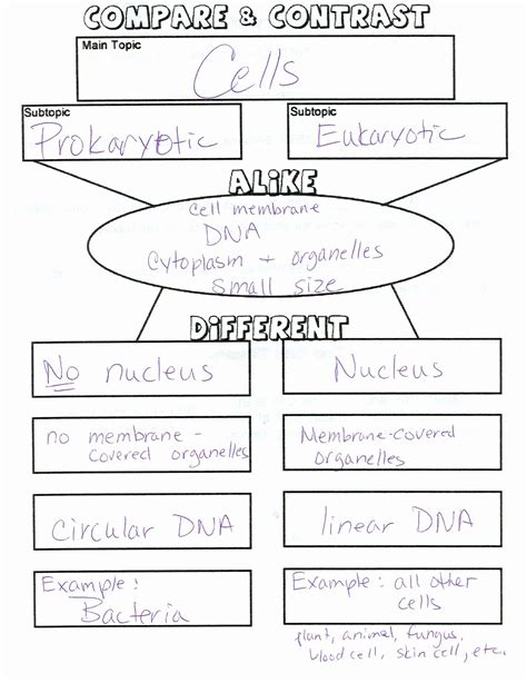 Prokaryotes Vs Eukaryotes Worksheet Fresh Schwartz Michelle Unit 3 Prokaryotes Vs Eukaryotes Worksheet Fresh Schwartz Michelle Unit 3