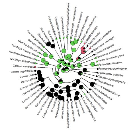 R Increasing Spacing Between Tips And Tip Labels On A Phylogram In Phytools Stack Overflow