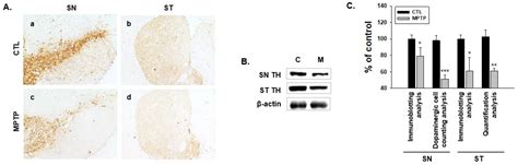 Ijms Free Full Text Association Between Decreased Sgk1 And Increased Intestinal α Synuclein
