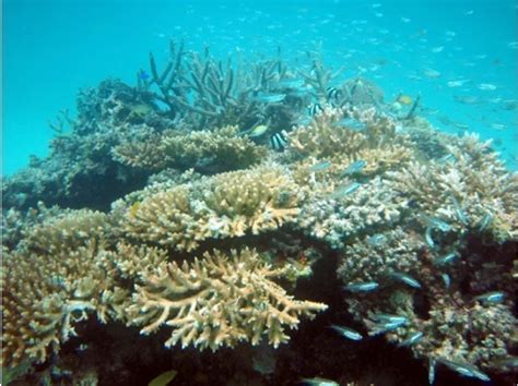 푸른 동굴 스노클링 체험과 폭포 놀이 예약 오키나와 이시가키 섬 Kkday