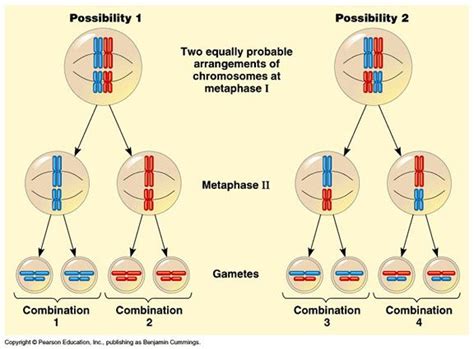 Law Of Independent Assortment