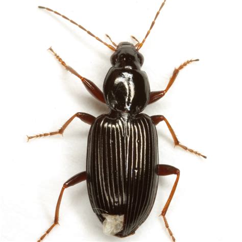 Punctiform Harp Ground Beetle From Dick Nichols District Park Austin