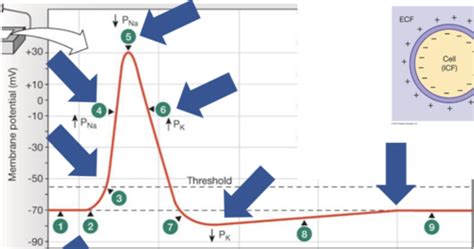 Physio Lecture Module 2 Flashcards Quizlet