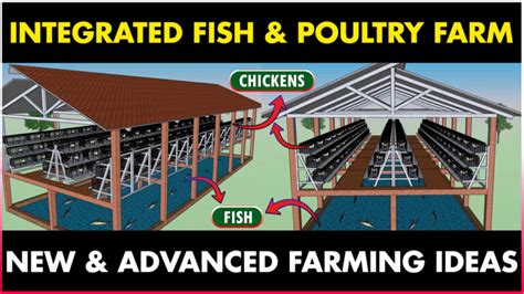 Small Chicken Farm Design