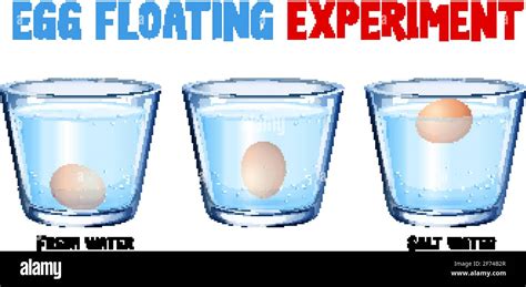 Science Experiment With Egg Float Test Illustration Stock Vector Image And Art Alamy
