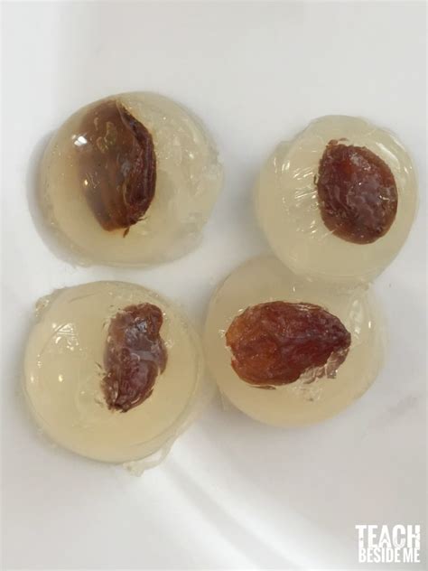 Edible Frog Life Cycle Snack Teach Beside Me