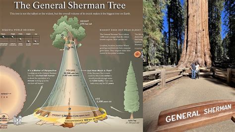 Sequoia Tree Height