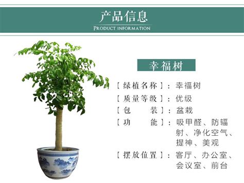 幸福树园林用途 幸福树结豆角象征什么 菜豆树的园林用途 大山谷图库