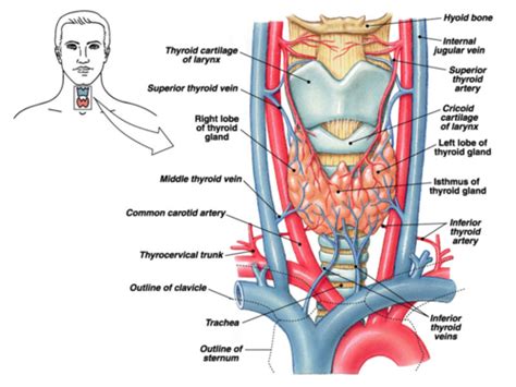 Biology 124 Lecture 5 Flashcards Quizlet