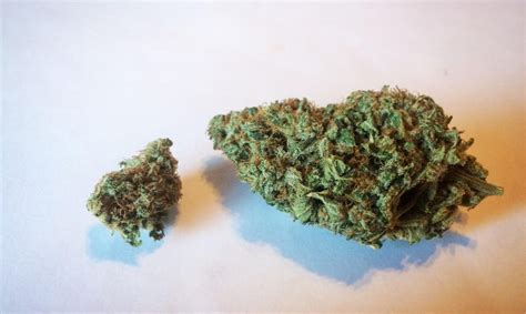 The One And Only Raspberry Cough Strain Review Wcc