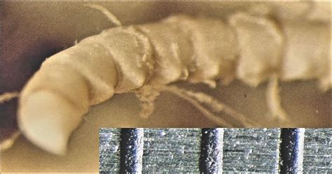 Worms World Register Of Marine Species Photogallery