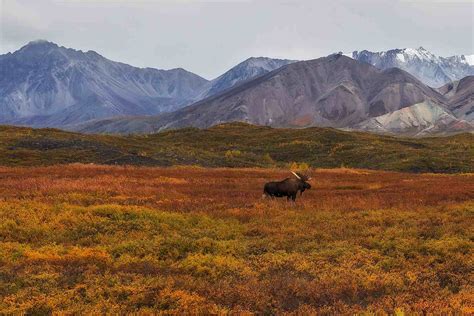 Tundra Land Biome Description and Characteristics