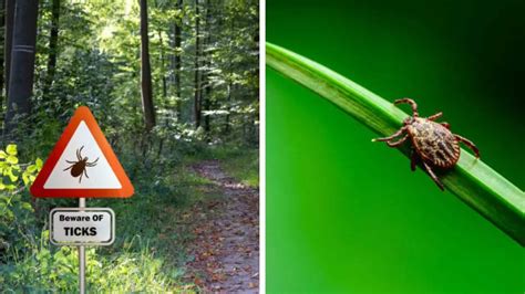 Babesiosis In Us Tick Borne Disease Cases Rise In Us Know Signs And