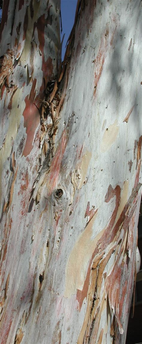 Common Eucalyptus Trees In Arizona