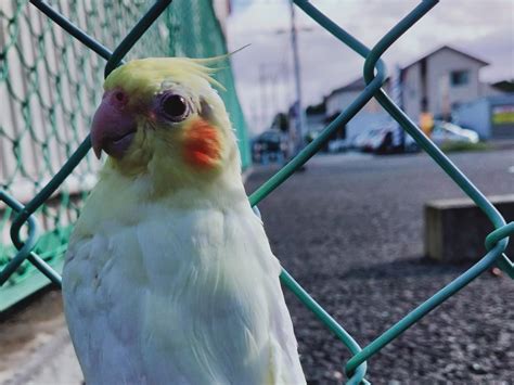 オカメインコを探す