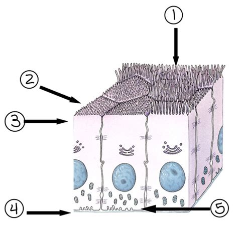 Biol 08 Lab 2 Epithelial Tissue Flashcards Quizlet