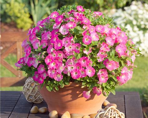 Calibrachoa Care | How to Grow Calibrachoa