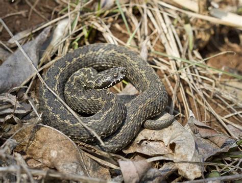 Huggorm Stock Foton Bilder Och Fotografi Ladda Ner 12091 Foton