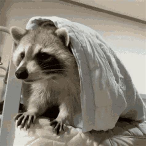 Sleepy Raccoon  Sleepy Raccoon Morning Discover And Share S