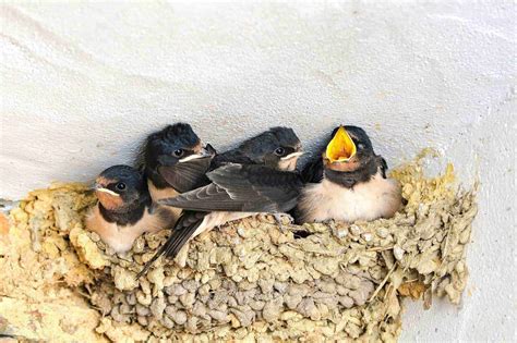 15 Birds That Build Mud Nests Bird Helpful