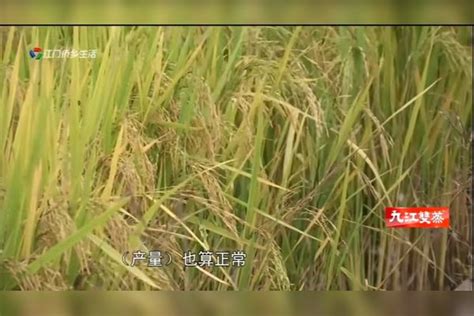 今日小雪！新一股冷空气来袭！江门最低气温将降至