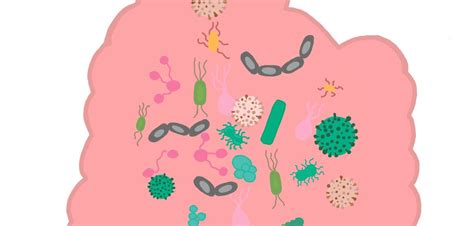 O Que é A Microbiota My Food My Future