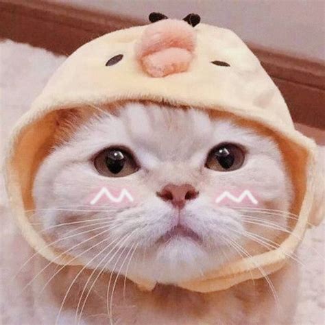 Cute Cats Wearing Hats