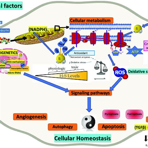 Role Of H2s In Oxidative Stress And Cellular Homeostasis Intersection Download Scientific