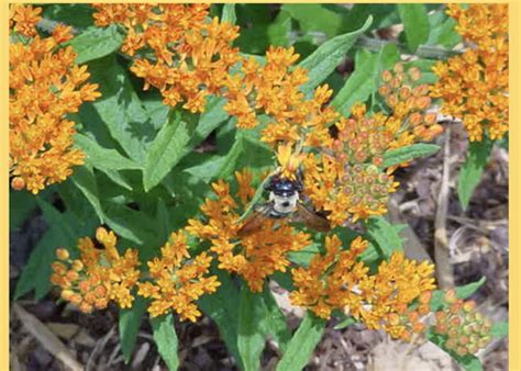 Annuals And Perennials Test 2 Flashcards Quizlet