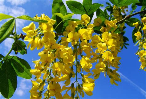 Yellow Flower Of Golden Acacia Free Photo On Pixabay Pixabay