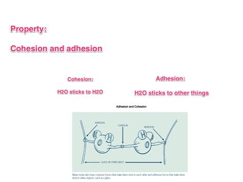 An Indepth Comparison Of Cohesion Vs Adhesion Science