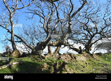 Tree With Roots And Branches Hi Res Stock Photography And Images Alamy