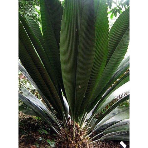 Pokok Palma Hidup Johannesteijsmannia Lanceolata Slender Joey Palm