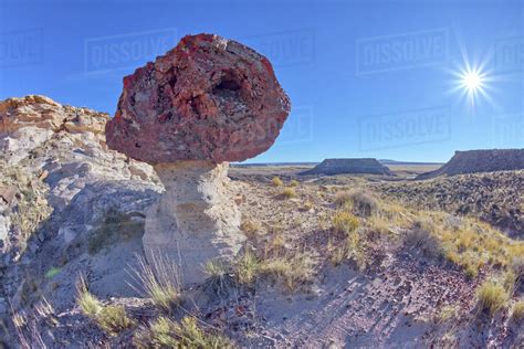 Giant Petrified Log Balanced On A Sandstone Pedestal Red Basin Trail