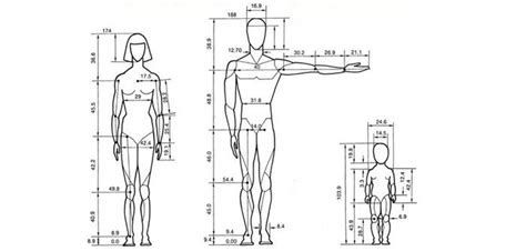 Discover Anthropometry Definition History And Function Solo Abadi