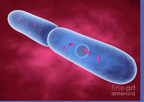 Bacillus Subtilis Broth