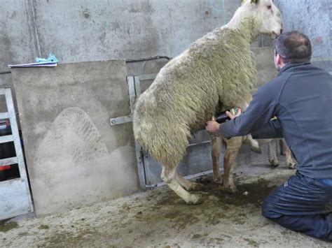 Ram Semen Assessment Semen Sexting Agents Ram Cervical AI