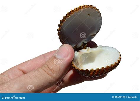 Bivalve Seashell Held Opened In Left Hand Of Adult Man Interior Visible White Background Stock