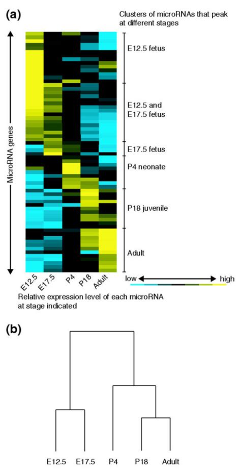 Profile Of Microrna Expression In The Developing Mouse Brain A Download Scientific Diagram