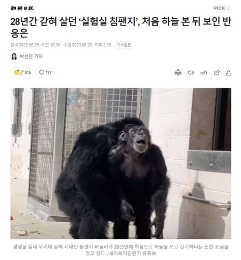 28년간 갇혀 살던 실험실 침팬지 처음 하늘 본 뒤 보인 반응 인스티즈