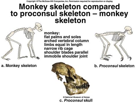 Proconsul Primate Alchetron The Free Social Encyclopedia
