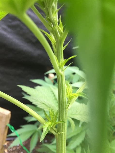 Plant Gender Plant Corz