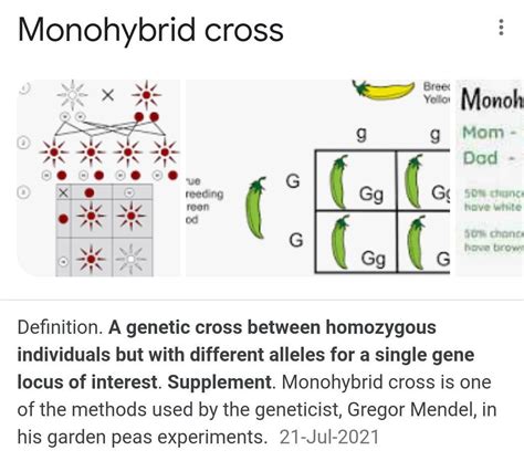 Monohybrid Cross Definition