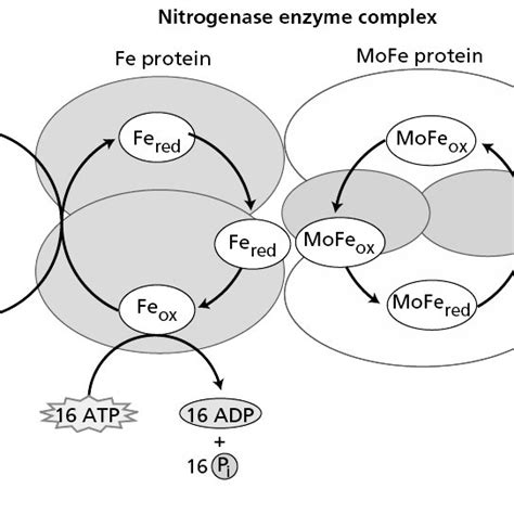 Pdf Physiology Of Nitrogen Fixation In Legumes Under Elevated Co2