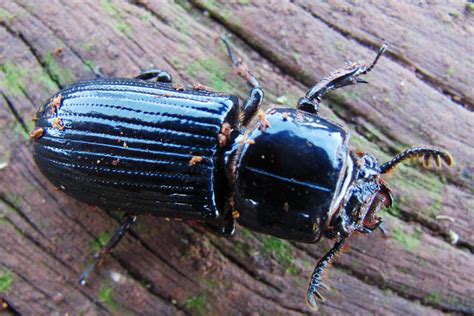 Passalidae Pybio Paraguay Biodiversidad