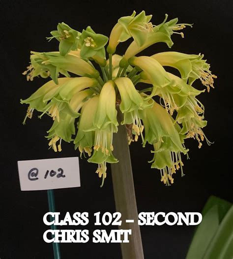 Class 102 2nd Chris Smit The Clivia Society
