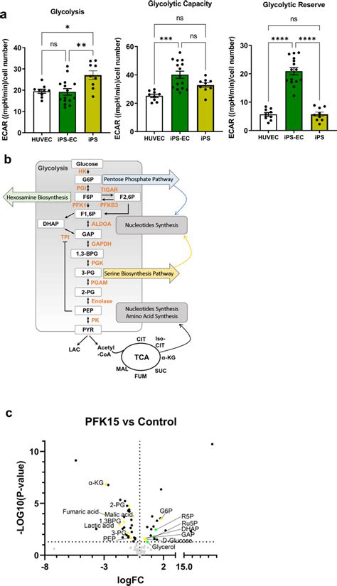 Comparison Of Glycolytic Rates In Huvec Ips Ecs And Ips A Glycolysis