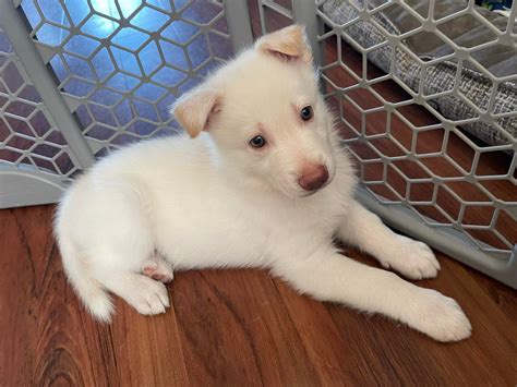 German Shepherd Husky Mix Puppies White