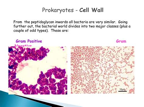 Bacterial Cell Structure Function Pptx Biological Sciences Science